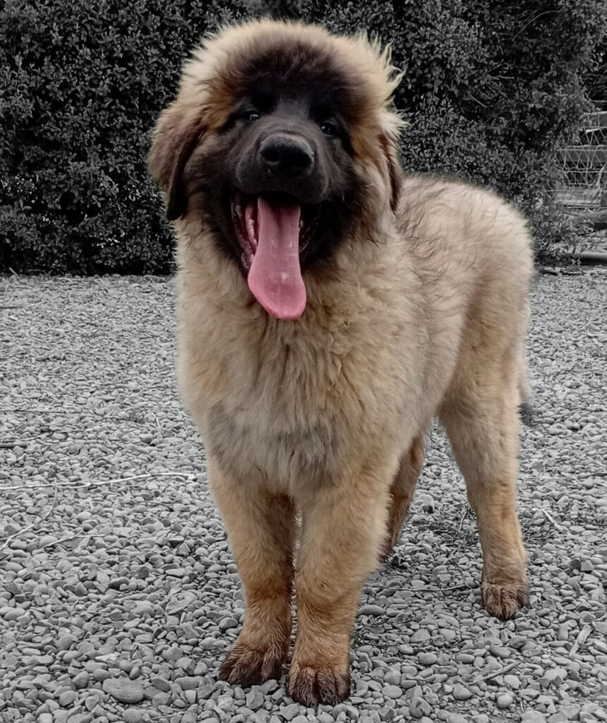Preparing for Your Leonberger Puppy: A Checklist for New Owners ...